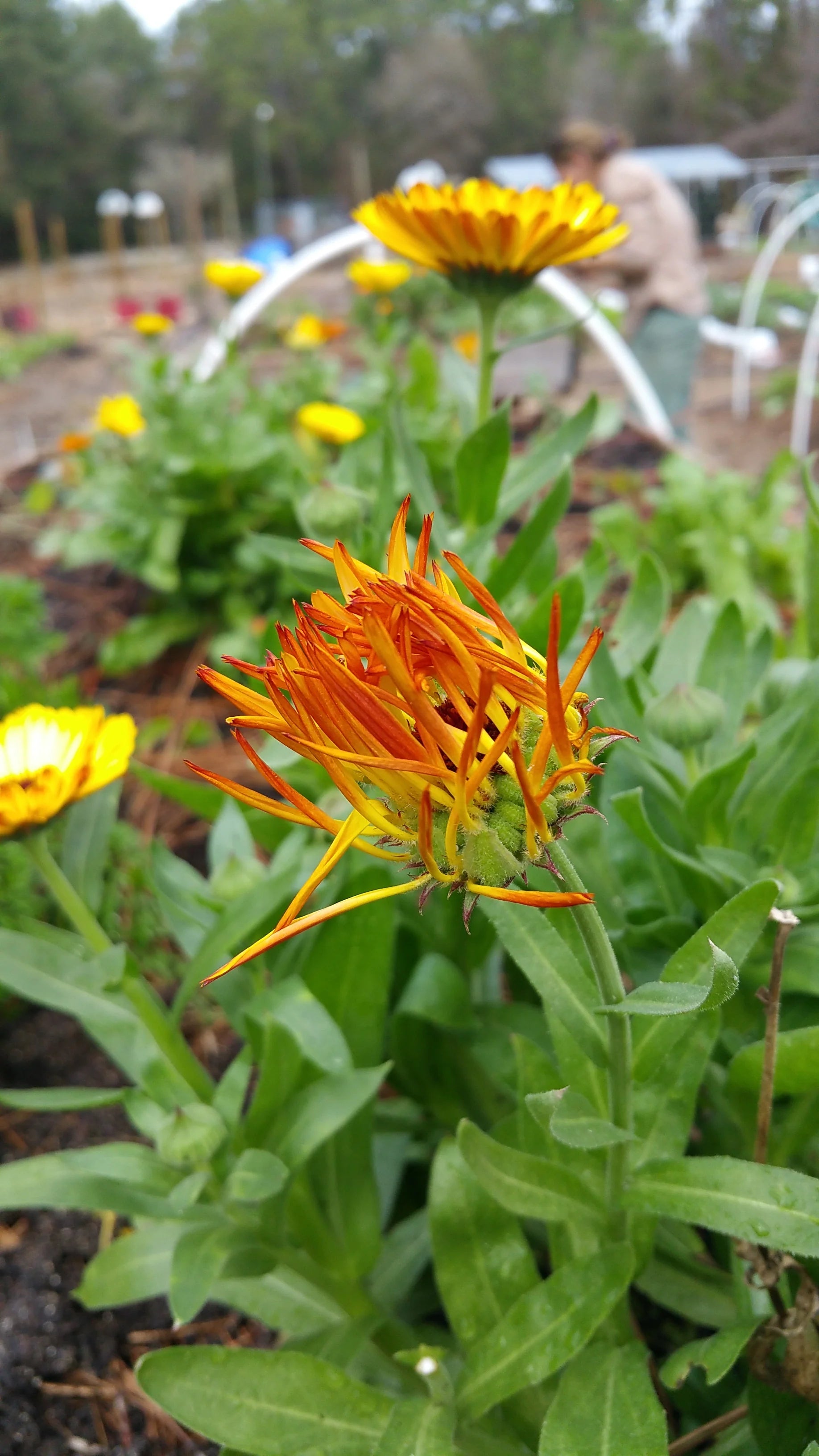 Garden and Orchard creation – YAH ROOTZ